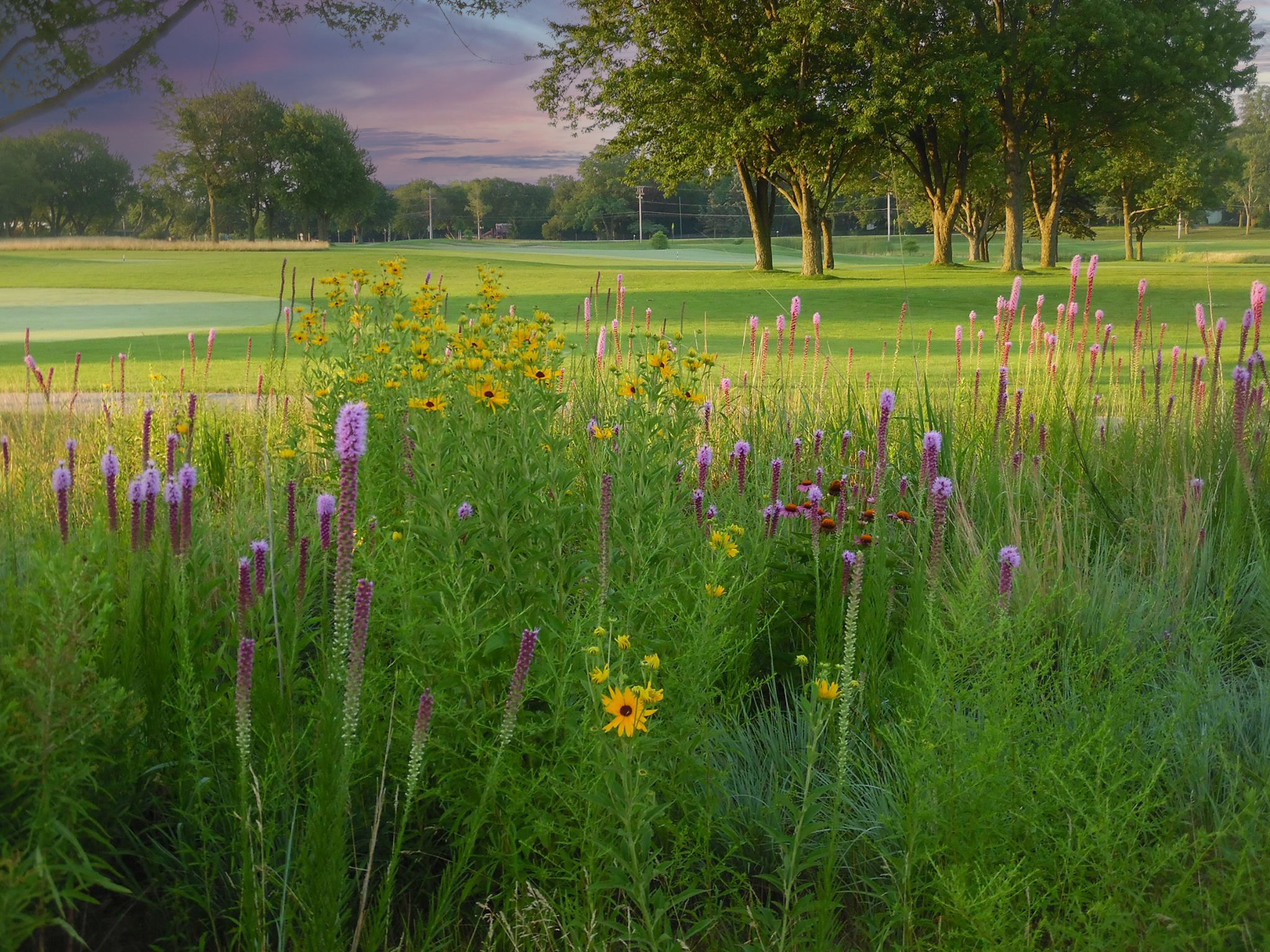 Prairie at Night – Homewood-Flossmoor Park District